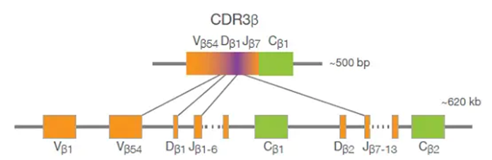 单细胞免疫组库VDJ分析