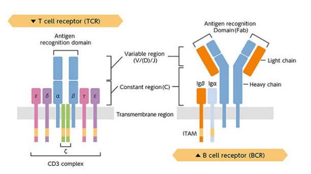 单细胞测序VDJ分析的原理篇